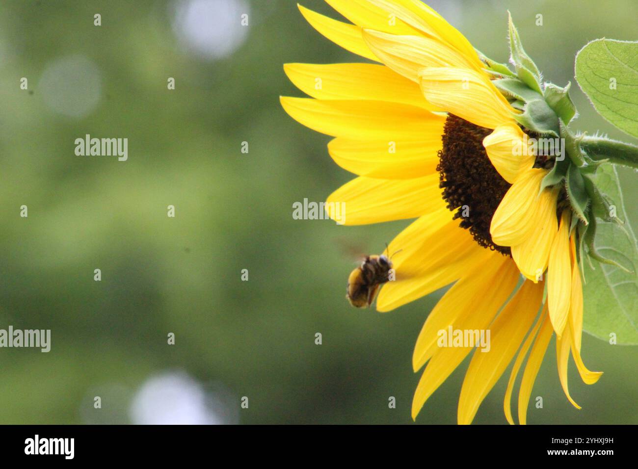 Longhorn Bees (Eucerini Stock Photo - Alamy