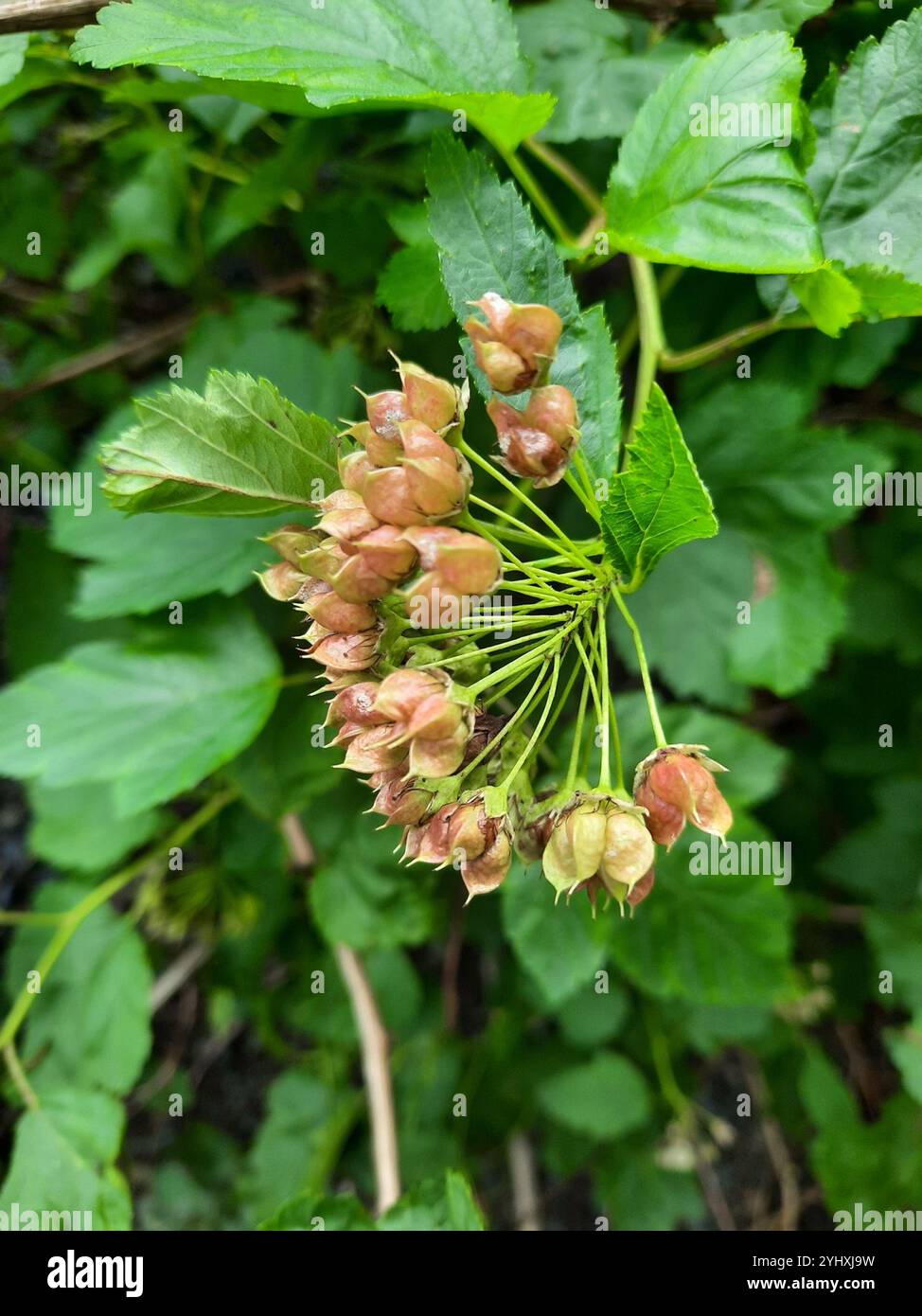 common ninebark (Physocarpus opulifolius Stock Photo - Alamy