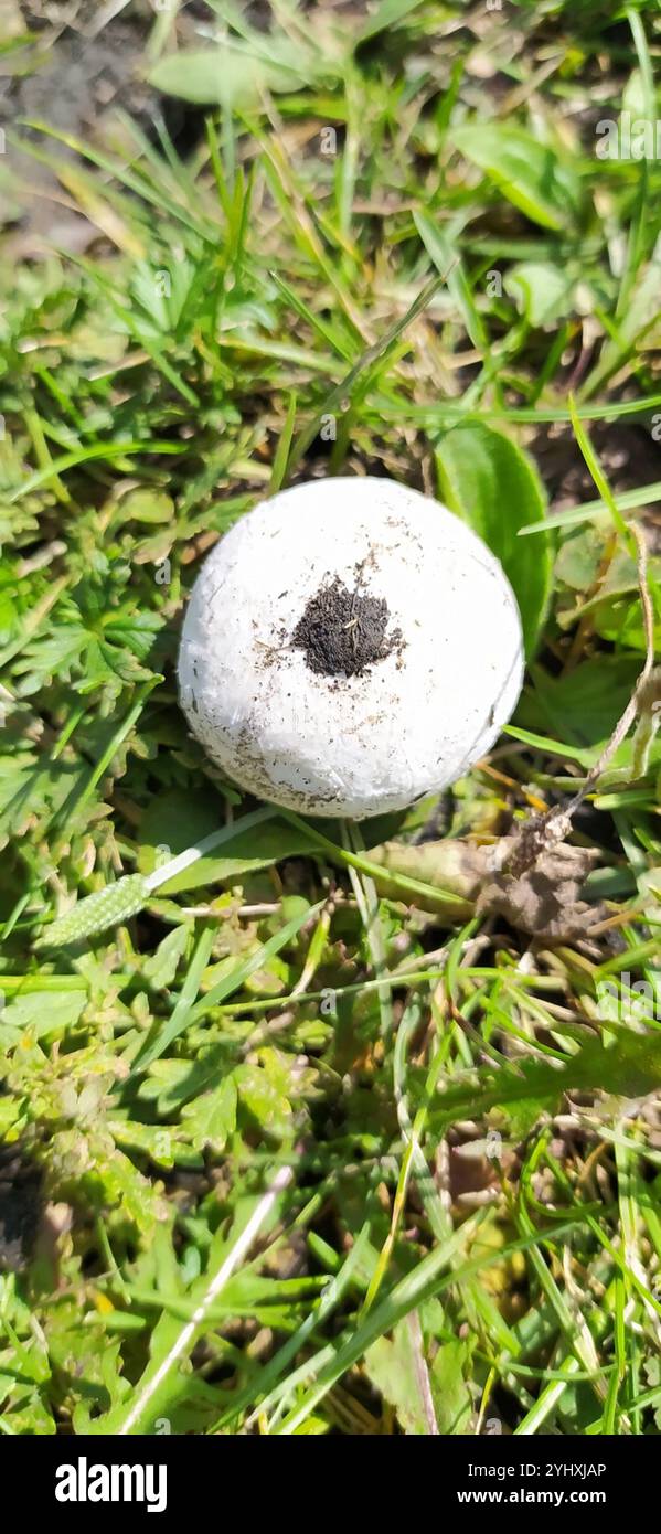 Meadow Puffball (Lycoperdon pratense Stock Photo - Alamy