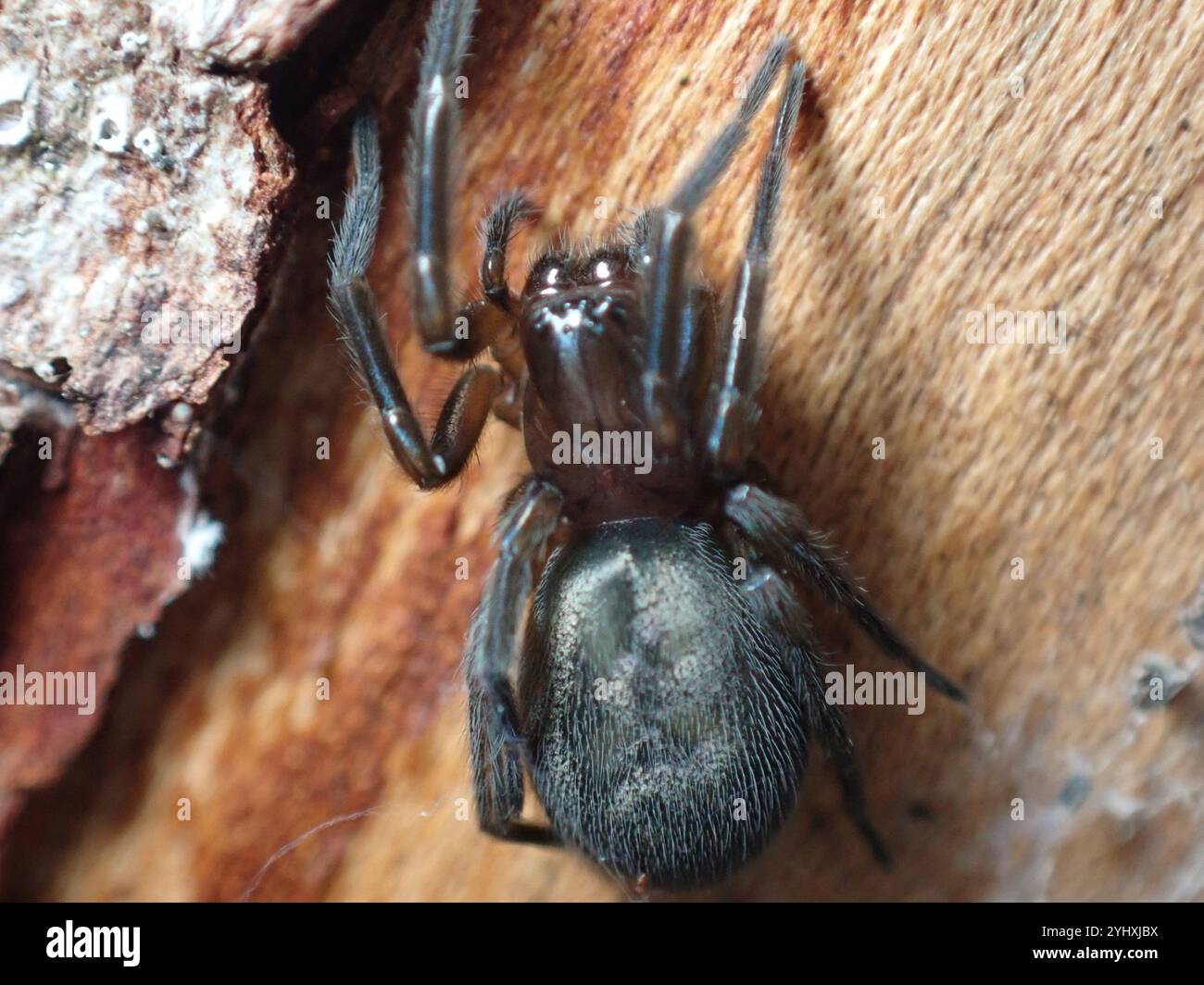 Hackledmesh Weavers (Amaurobiidae Stock Photo - Alamy