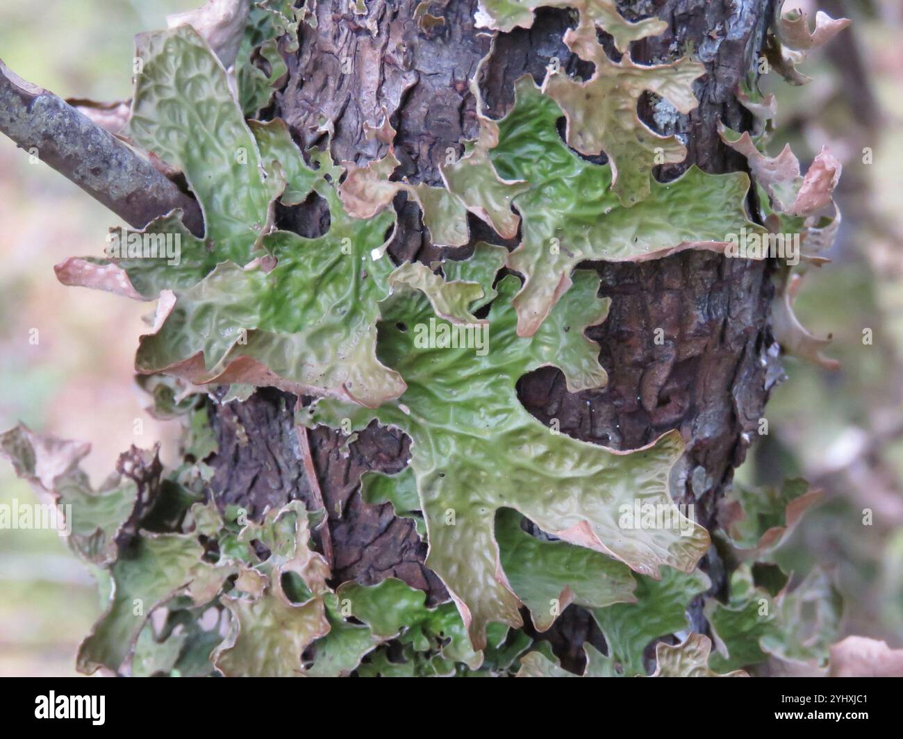 Tree Lungwort (Lobaria pulmonaria Stock Photo - Alamy