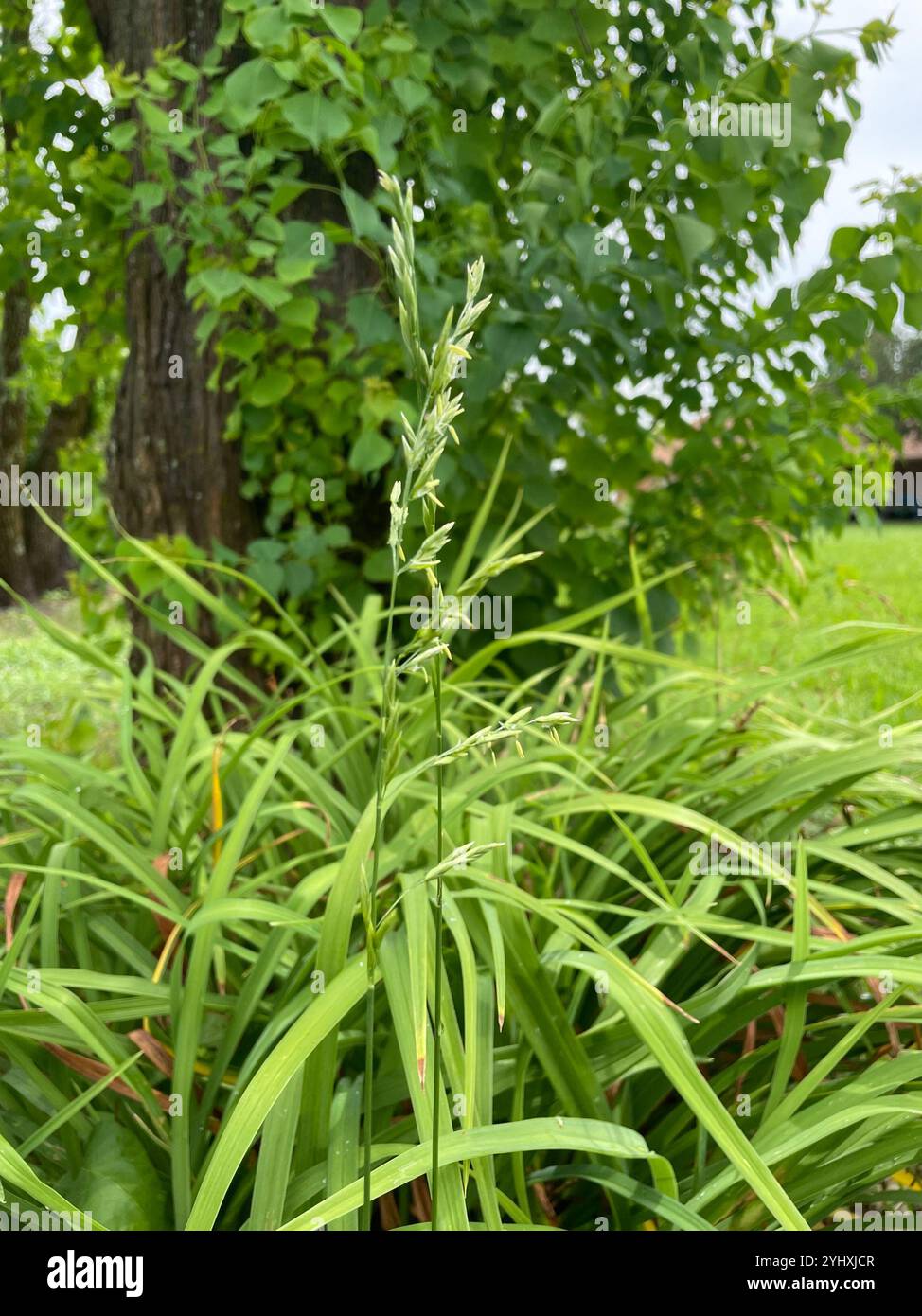 tall fescue (Lolium arundinaceum Stock Photo - Alamy