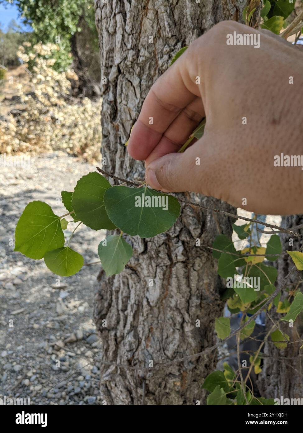 Fremont Cottonwood (Populus fremontii Stock Photo - Alamy
