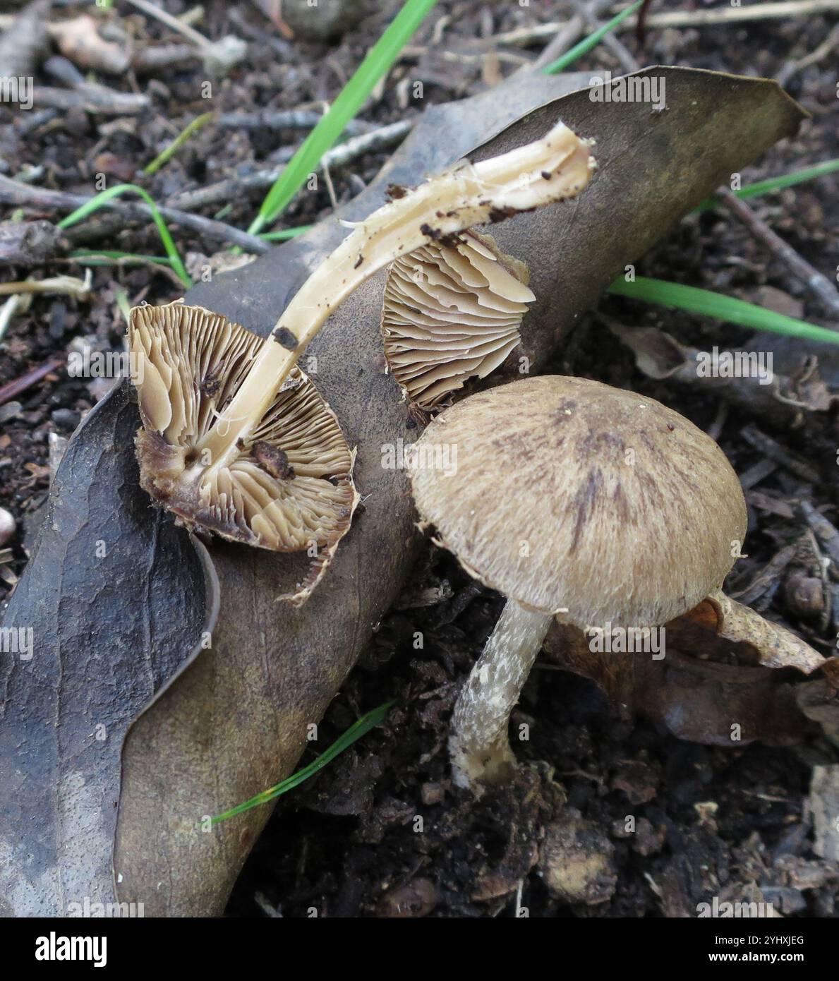 Fiber Caps (Inocybe Stock Photo - Alamy