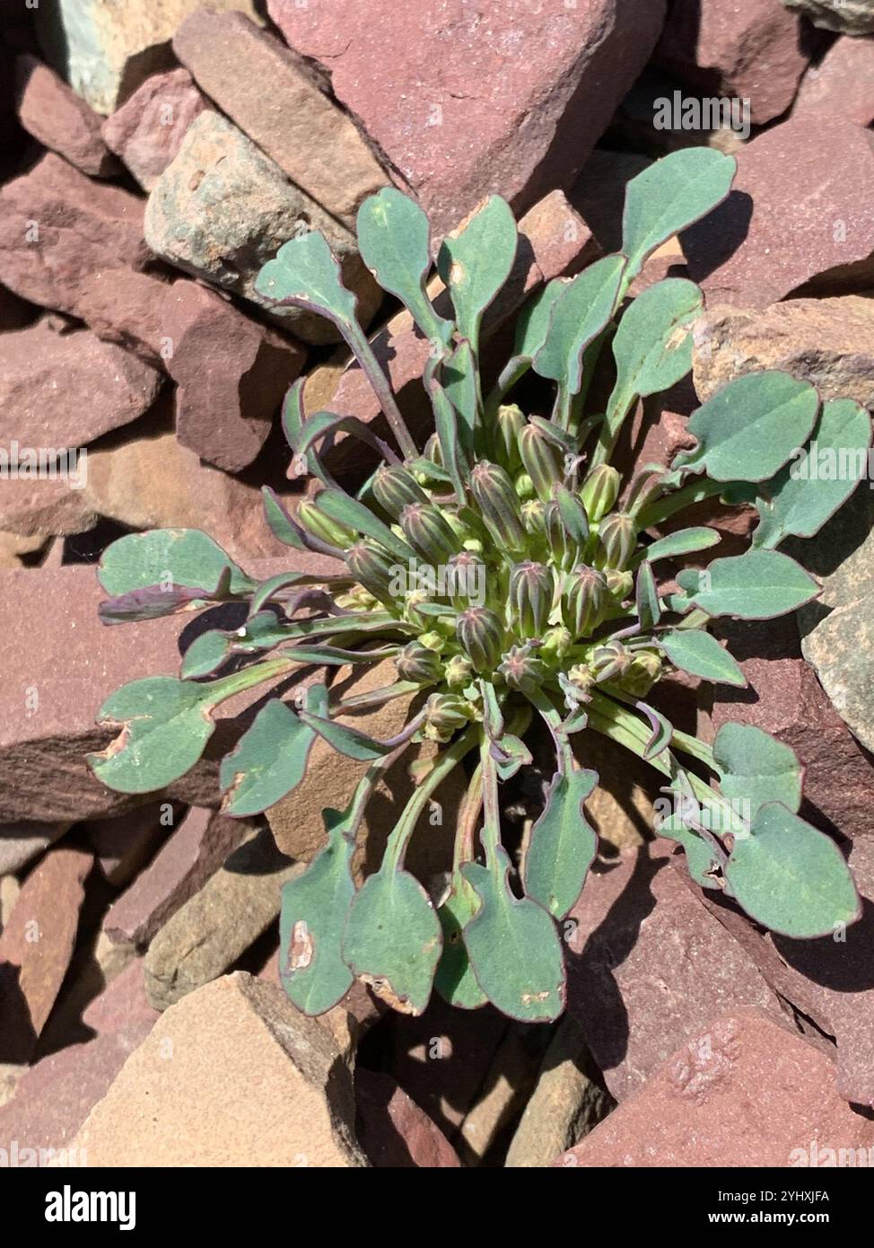 Dwarf Alpine Hawk's-beard (Askellia pygmaea Stock Photo - Alamy