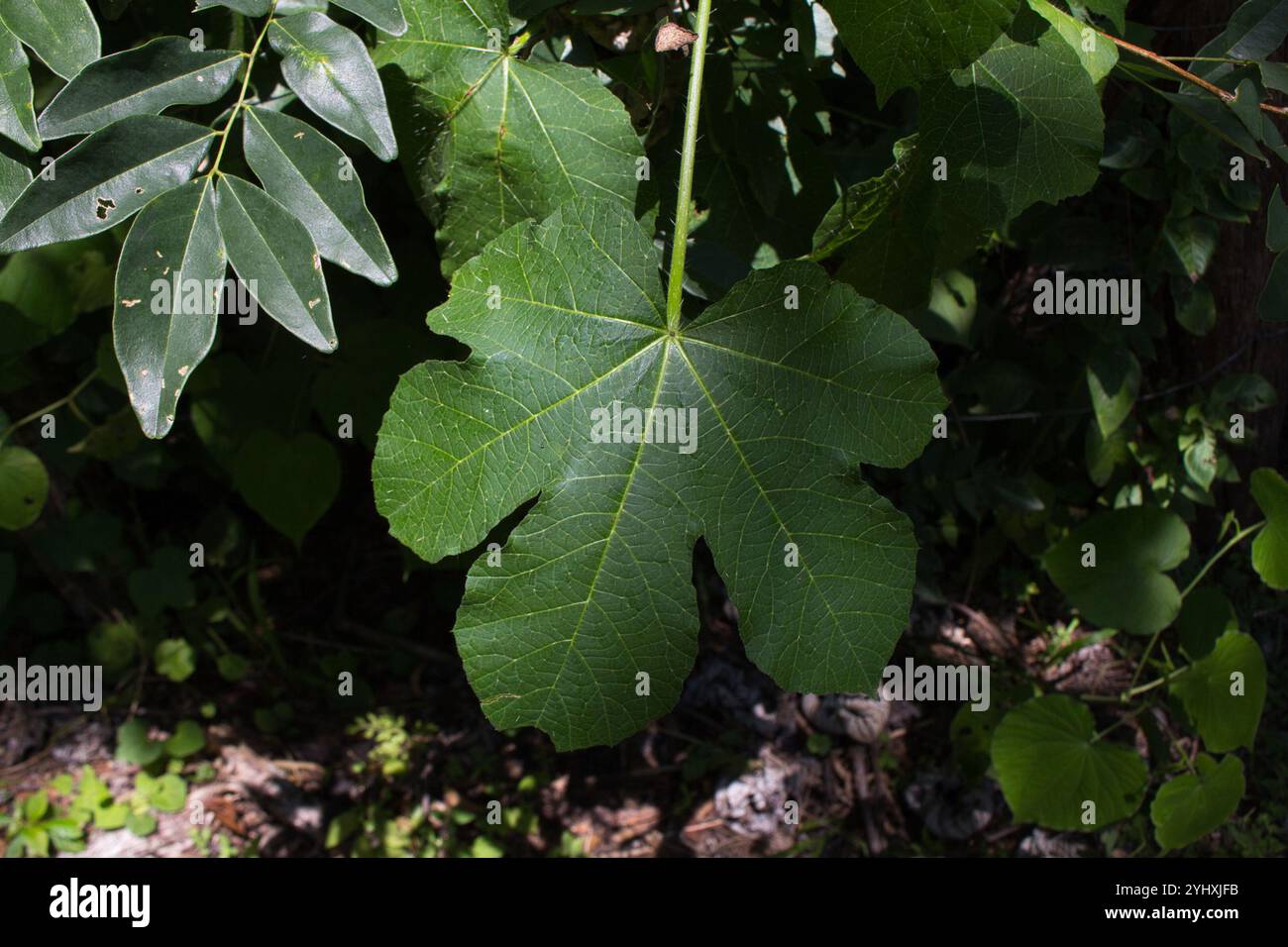 tropical bull nettle (Cnidoscolus urens Stock Photo - Alamy