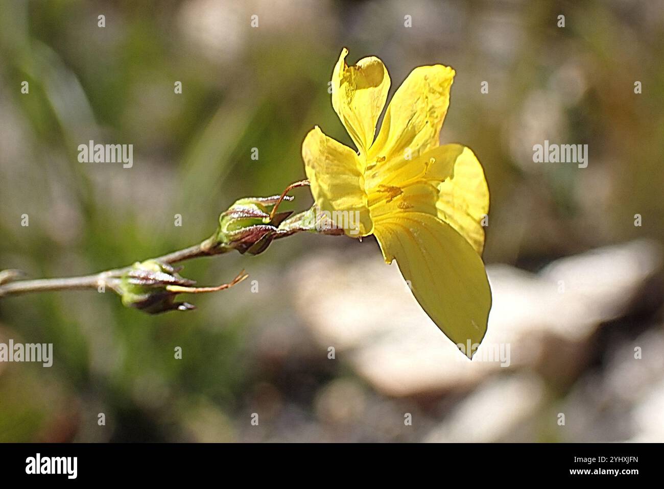 Half-mast Flax (Linum africanum Stock Photo - Alamy