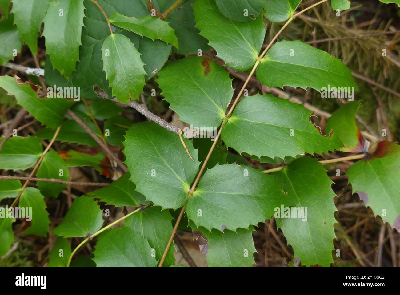 Cascade Oregon-grape (Berberis nervosa Stock Photo - Alamy