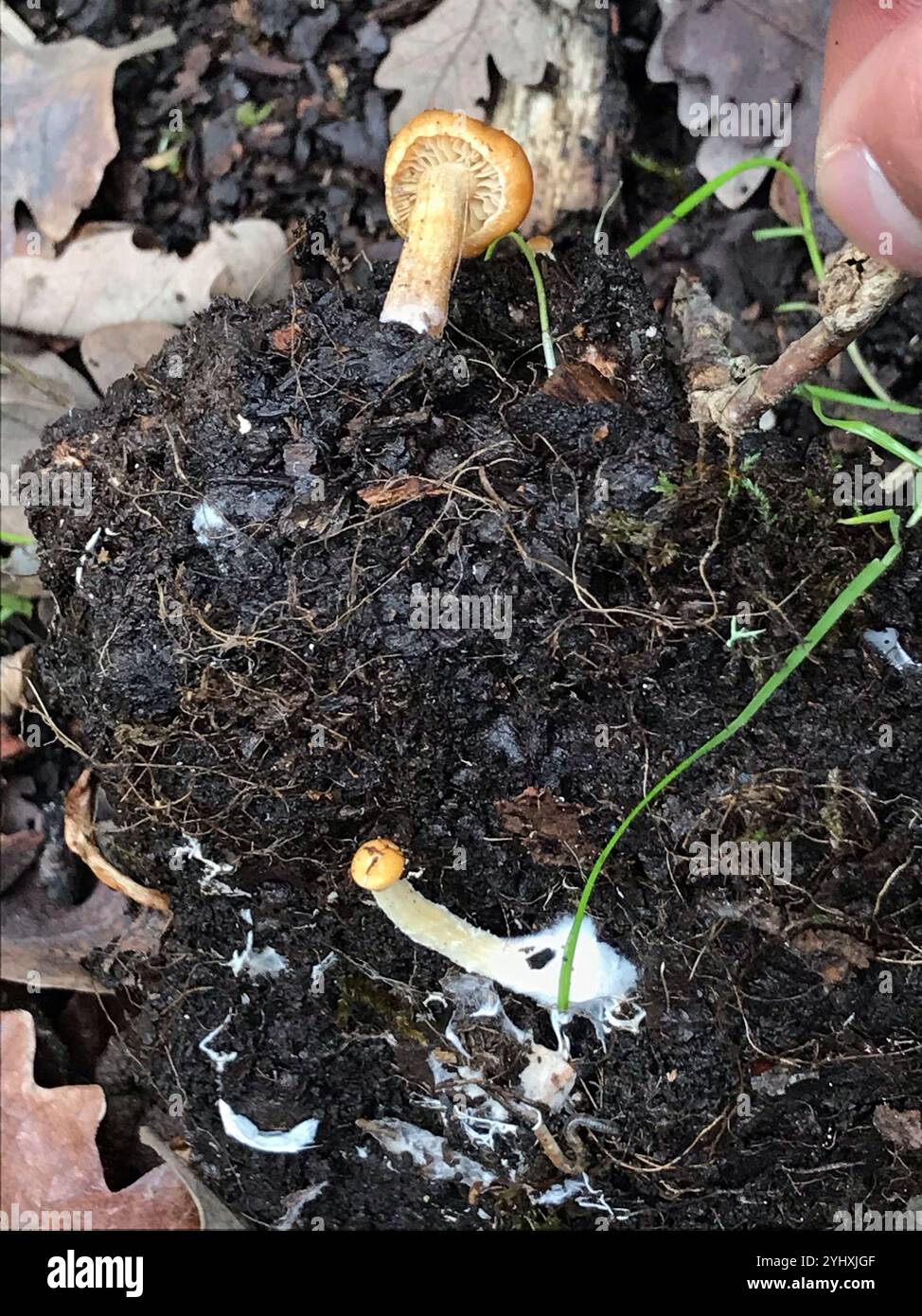 Common Fieldcap (Agrocybe pediades Stock Photo - Alamy