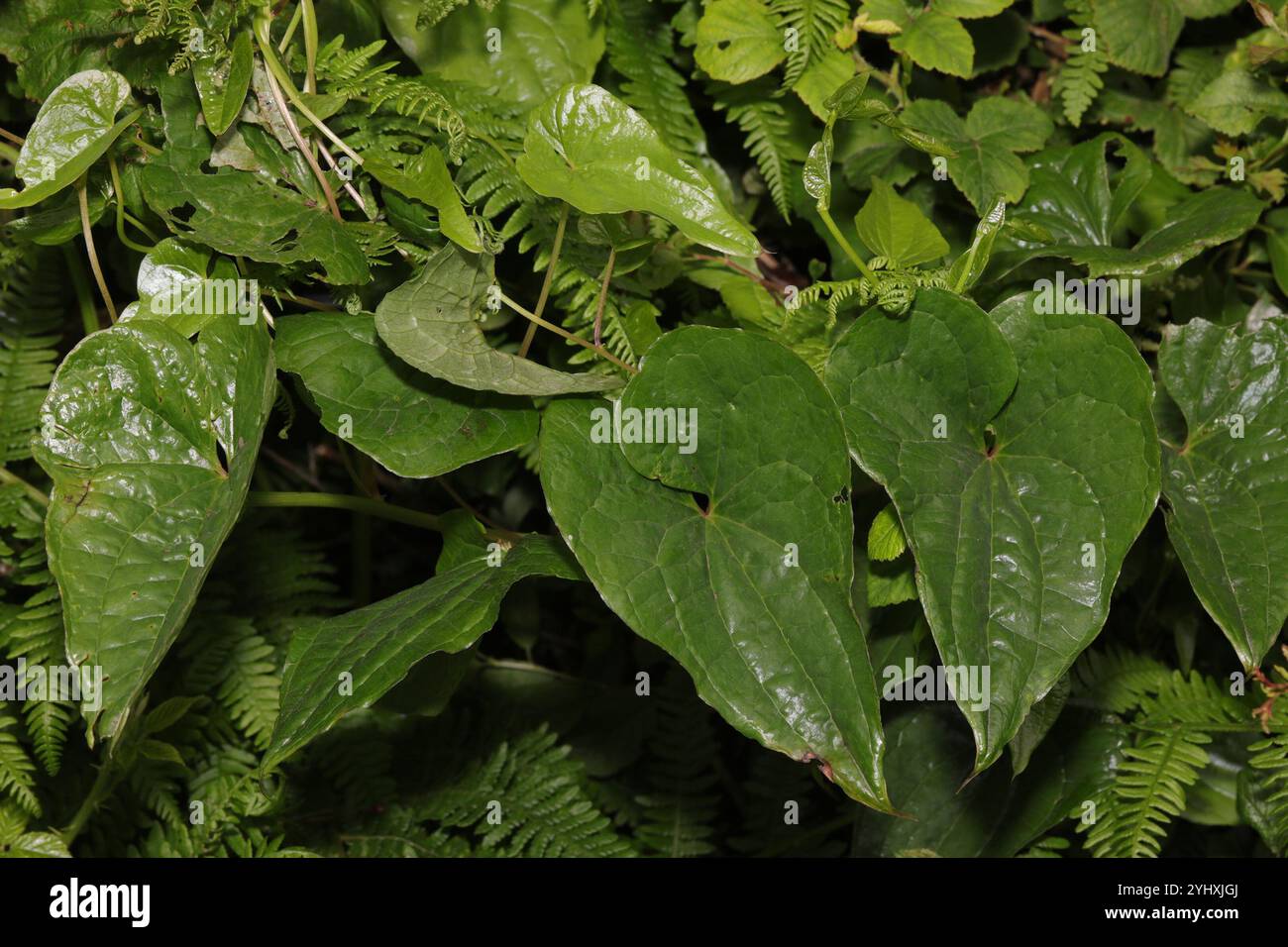 Black Bryony (Dioscorea communis Stock Photo - Alamy