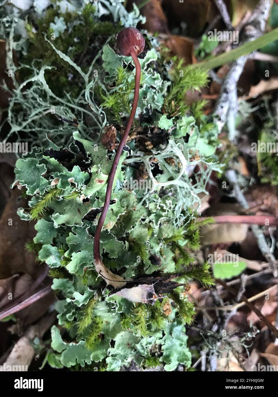 red pinwheel (Marasmius plicatulus Stock Photo - Alamy