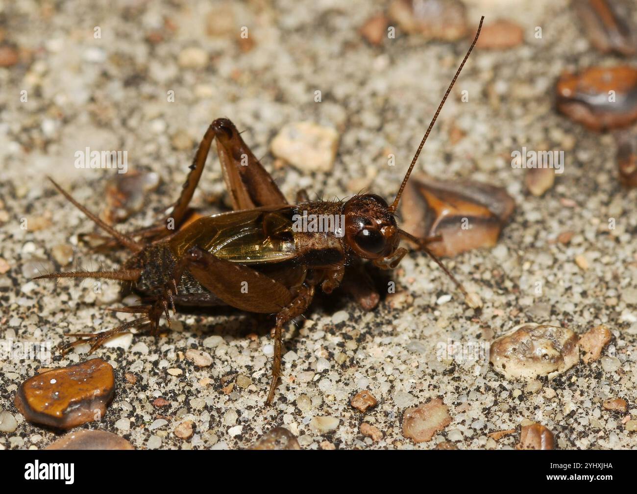 Robust Ground Crickets (Allonemobius Stock Photo - Alamy