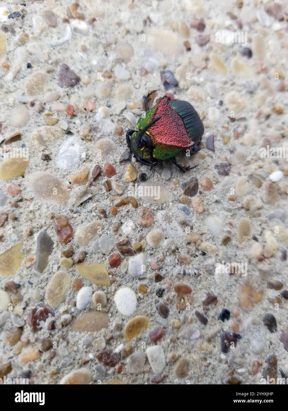 Rainbow Scarab (Phanaeus vindex Stock Photo - Alamy