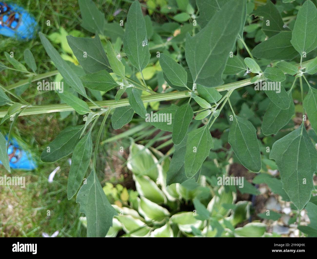 Common Lambsquarters (Chenopodium album Stock Photo - Alamy