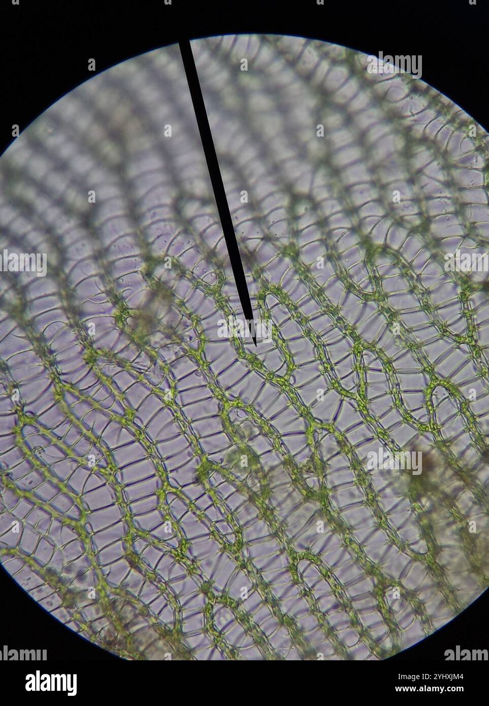 Cow-horn Bog-moss (Sphagnum denticulatum Stock Photo - Alamy