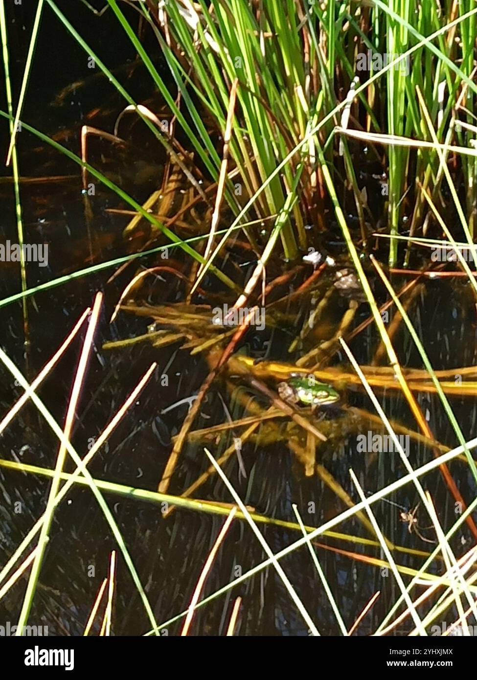 Pool Frog (Pelophylax lessonae lessonae Stock Photo - Alamy