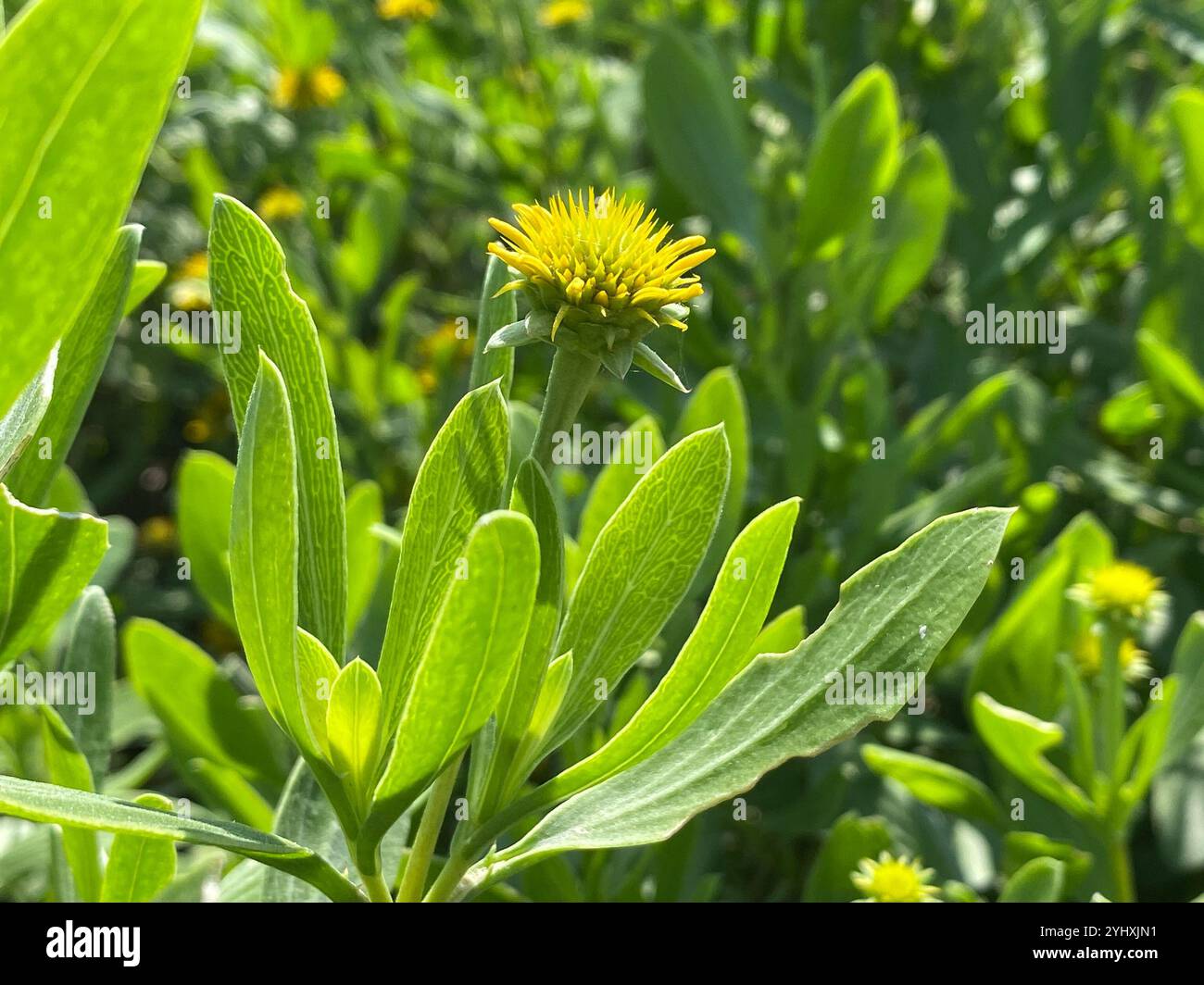 sea ox-eye (Borrichia frutescens Stock Photo - Alamy
