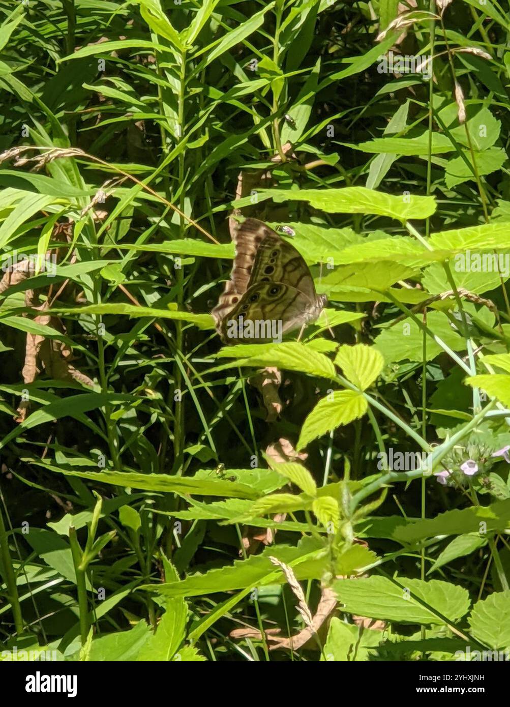 Northern Pearly-eye (Lethe anthedon Stock Photo - Alamy