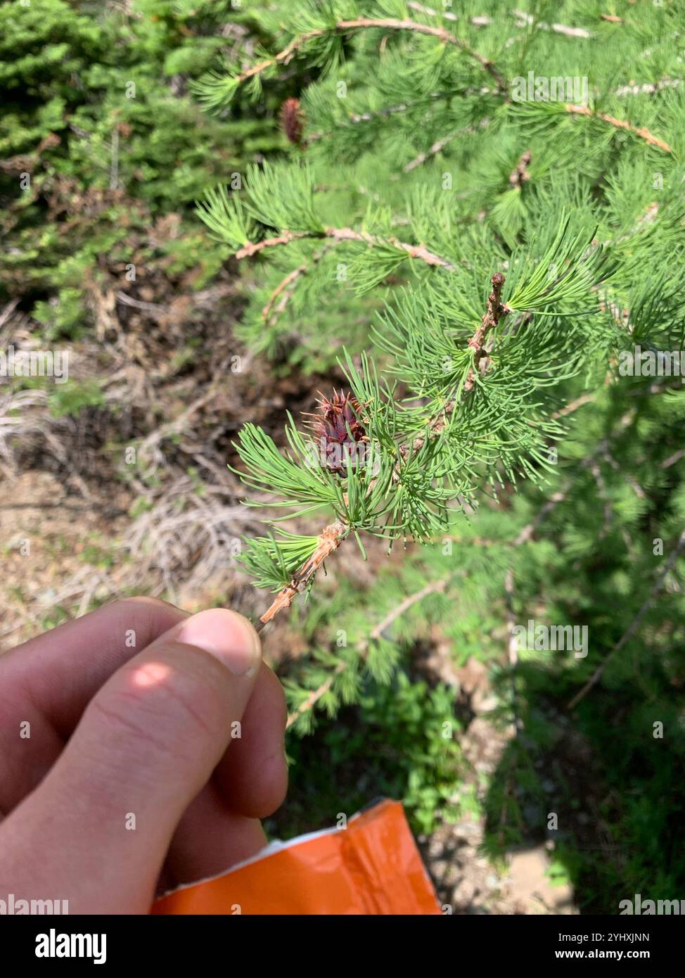 subalpine larch (Larix lyallii Stock Photo - Alamy