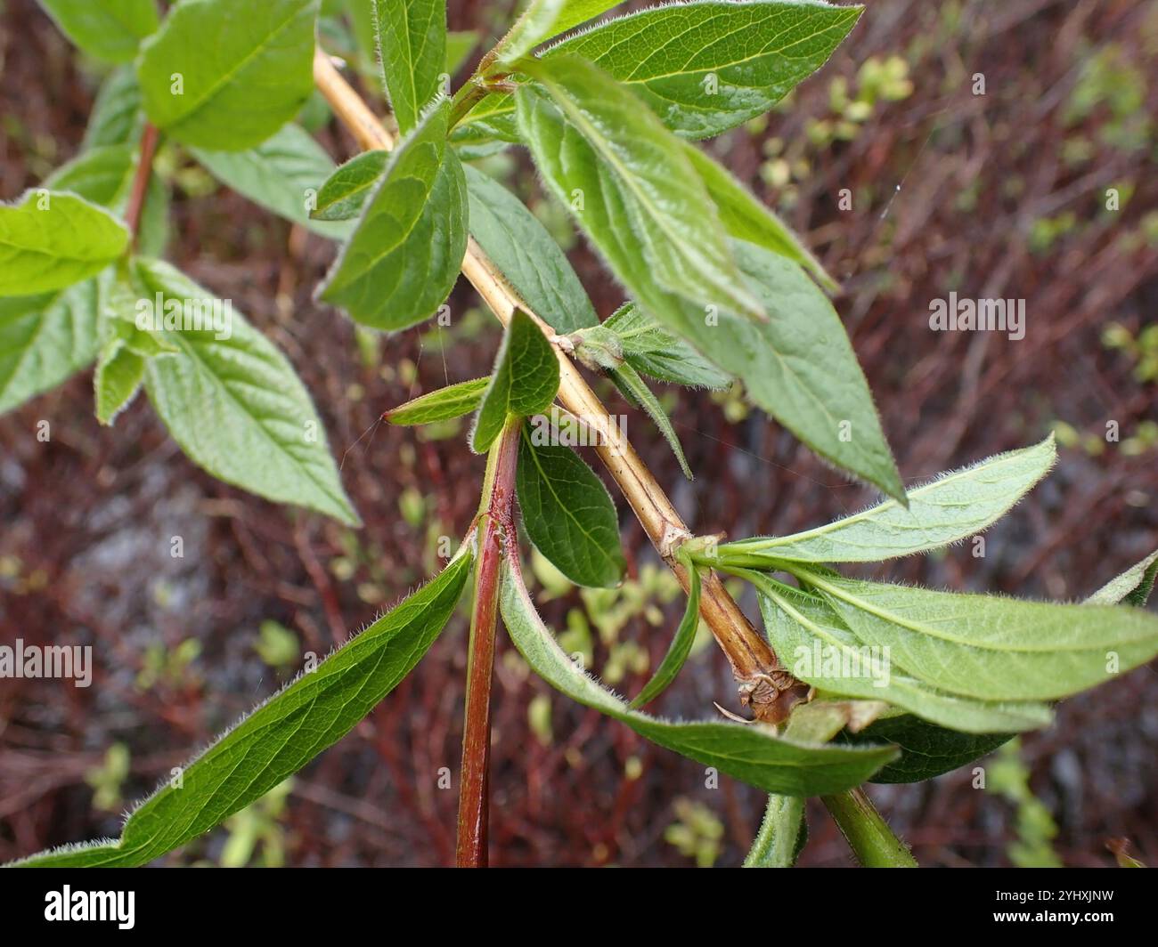 twinberry honeysuckle (Lonicera involucrata Stock Photo - Alamy