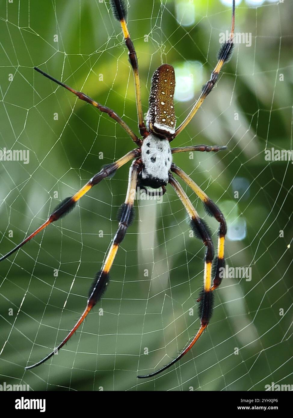 Golden Silk Spider (Trichonephila clavipes Stock Photo - Alamy
