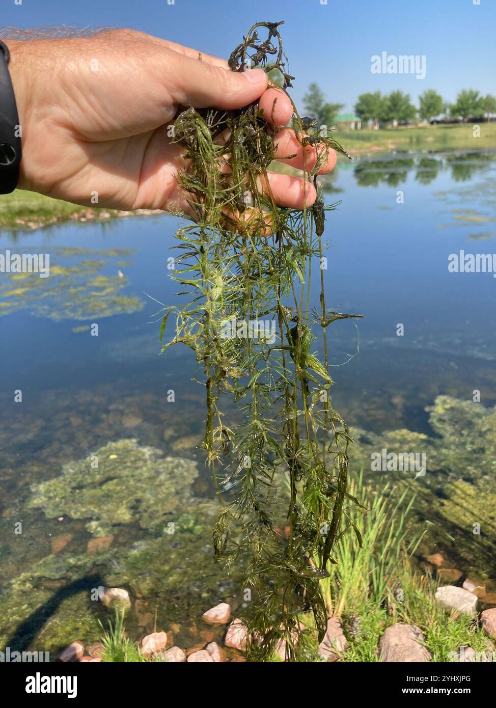 coontail (Ceratophyllum demersum Stock Photo - Alamy