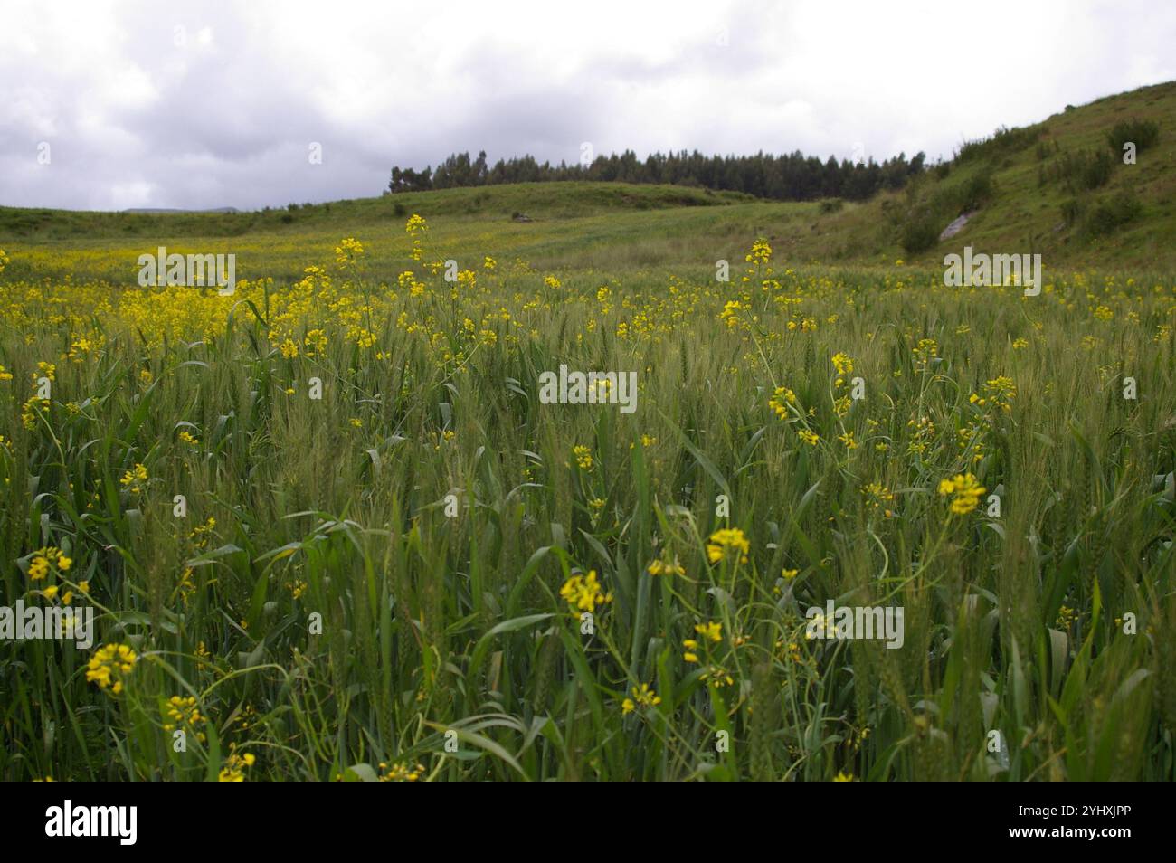 mustard family (Brassicaceae Stock Photo - Alamy