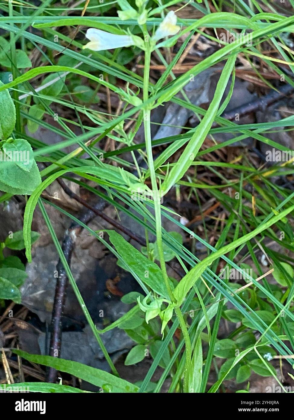 Common Cow-wheat (Melampyrum pratense Stock Photo - Alamy
