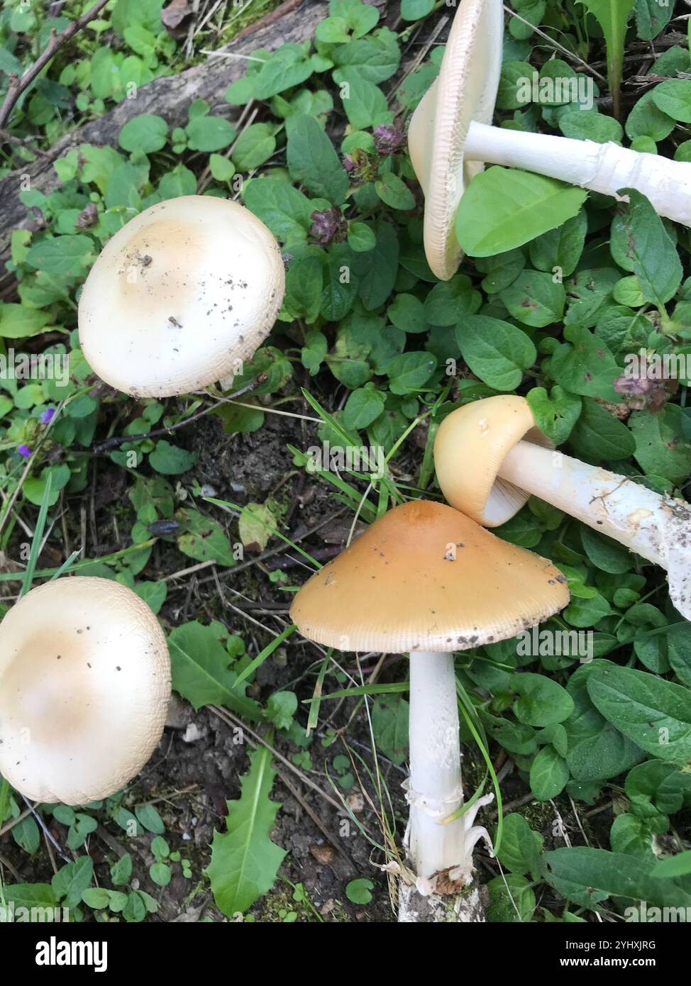 Orange grisette amanita crocea hi-res stock photography and images - Alamy