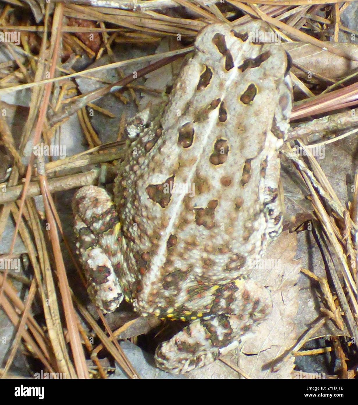 Fowler's Toad (Anaxyrus fowleri Stock Photo - Alamy