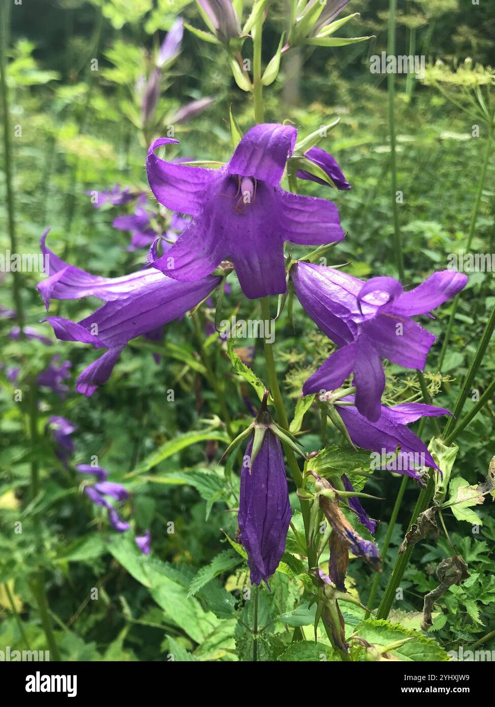 Giant Bellflower (Campanula latifolia Stock Photo - Alamy