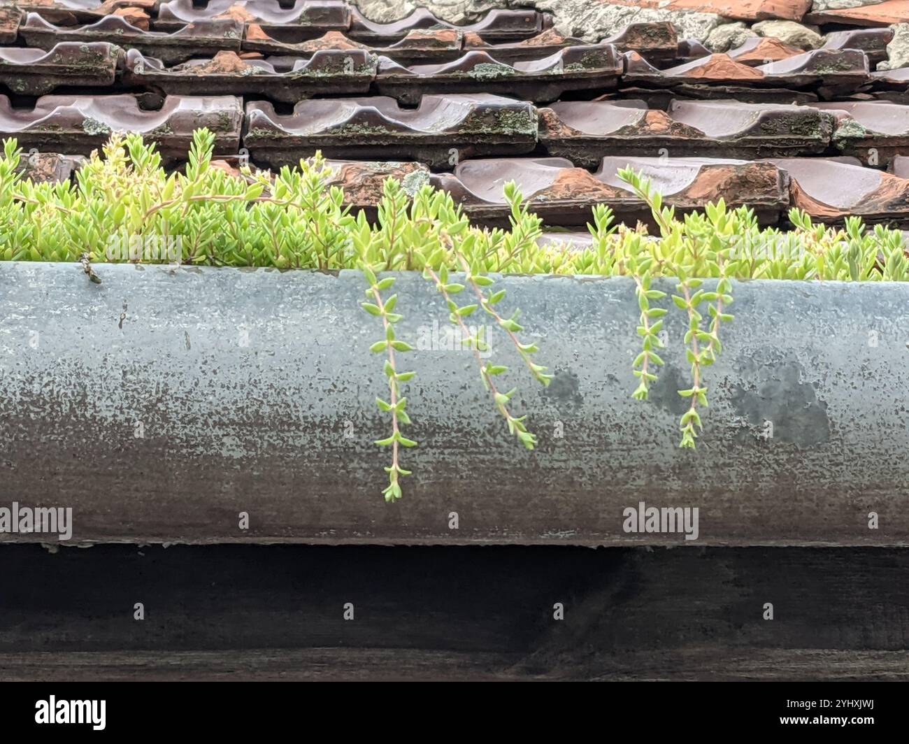 Stringy Stonecrop (Sedum sarmentosum Stock Photo - Alamy