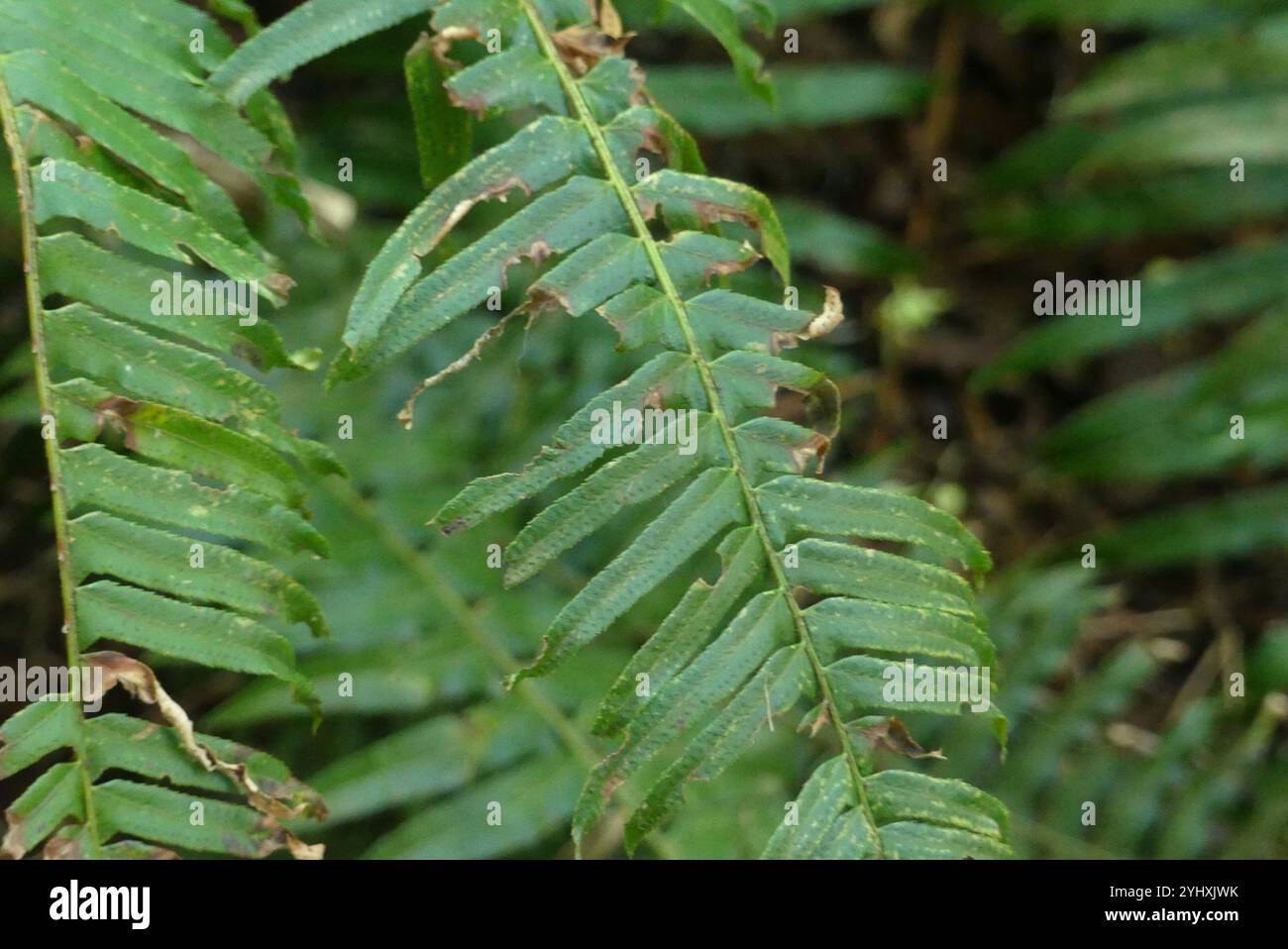 western sword fern (Polystichum munitum Stock Photo - Alamy