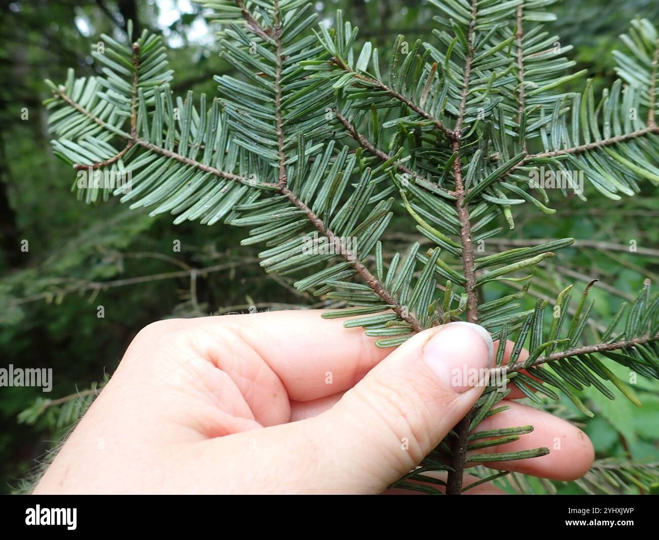 grand fir (Abies grandis Stock Photo - Alamy