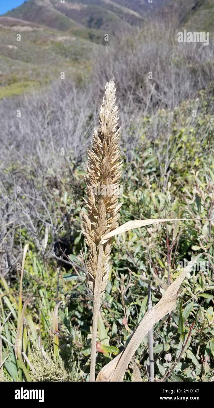 giant wild rye (Leymus condensatus Stock Photo - Alamy
