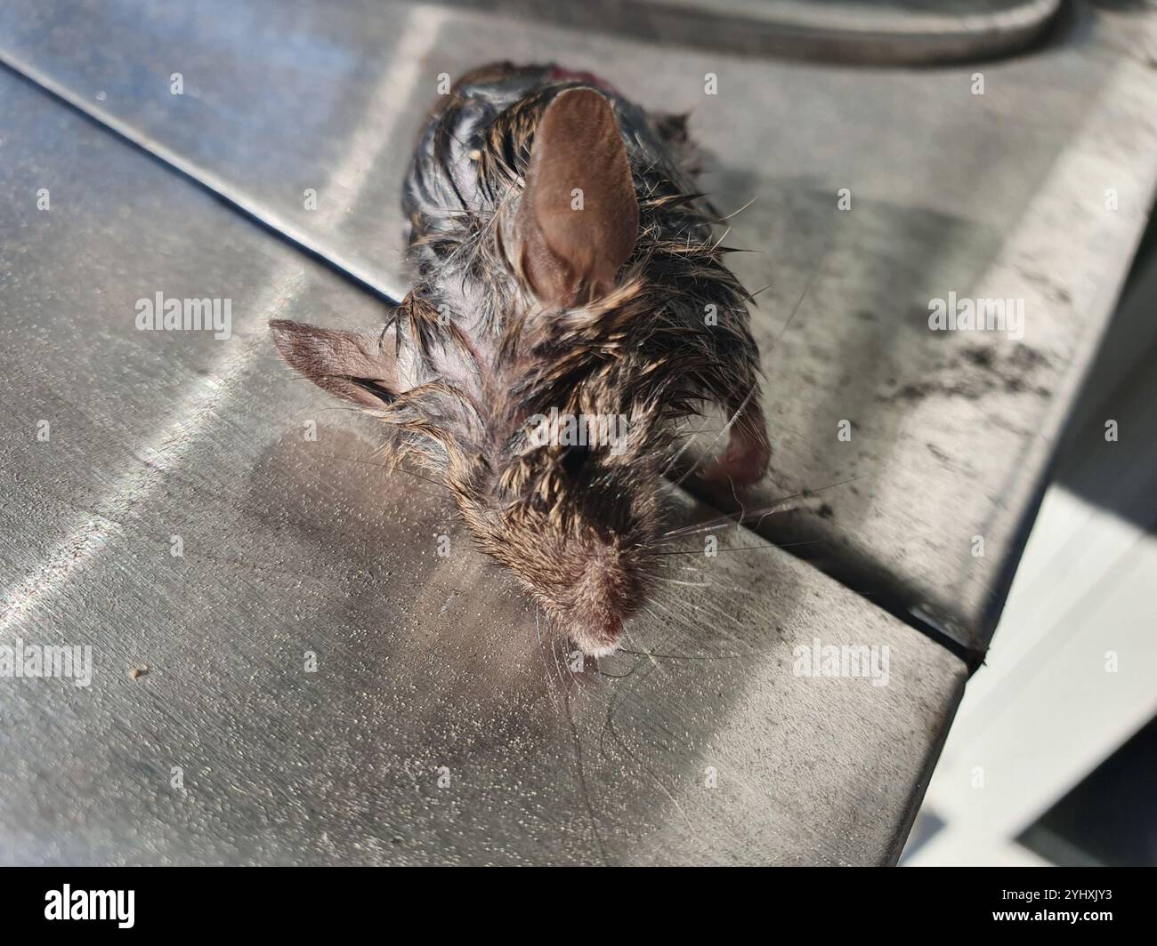 Old World Mice and Rats (Muridae Stock Photo - Alamy