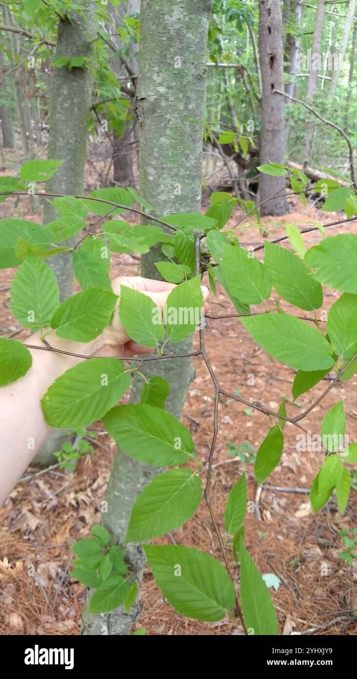 sweet birch (Betula lenta Stock Photo - Alamy