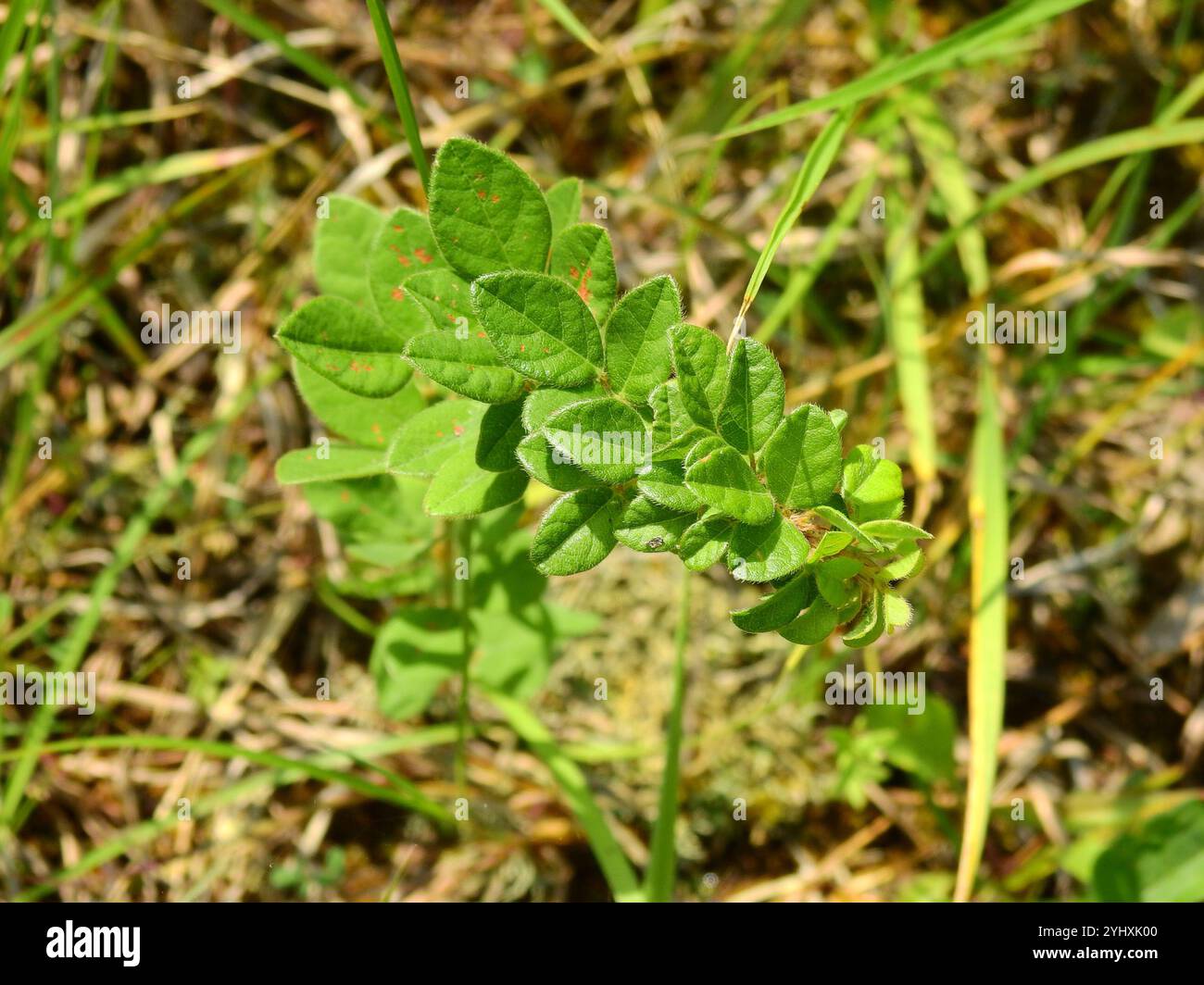 Little-leaf Tick-clover (Desmodium ciliare Stock Photo - Alamy