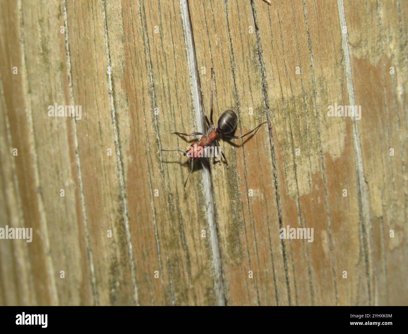 Western Thatching Ant (Formica obscuripes Stock Photo - Alamy