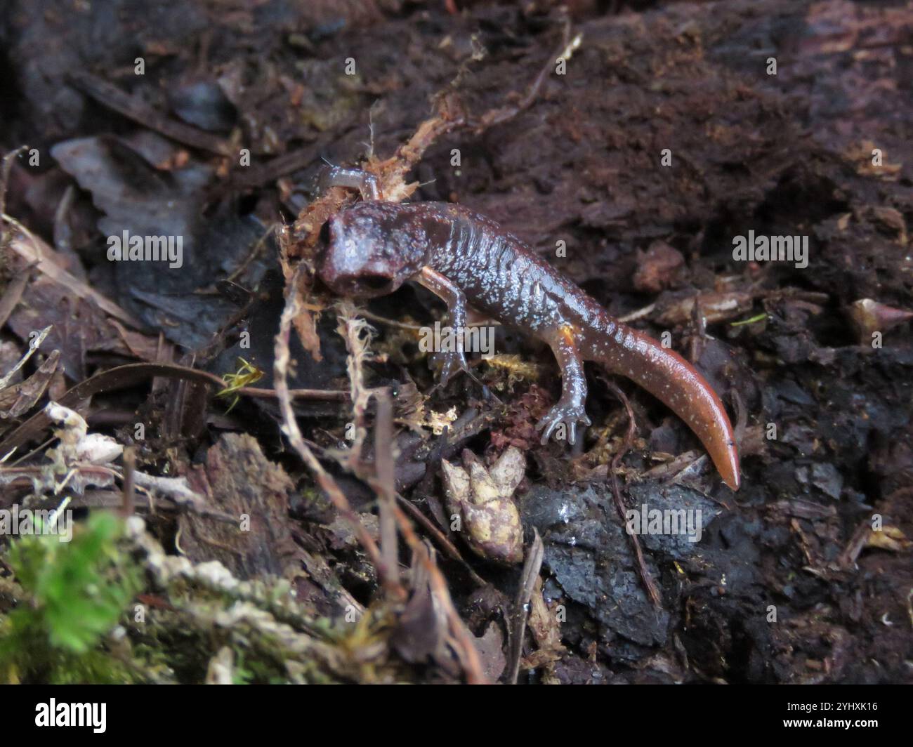 Oregon Ensatina (Ensatina eschscholtzii oregonensis Stock Photo - Alamy