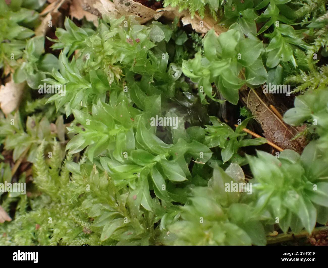 Badge Moss (Plagiomnium insigne Stock Photo - Alamy