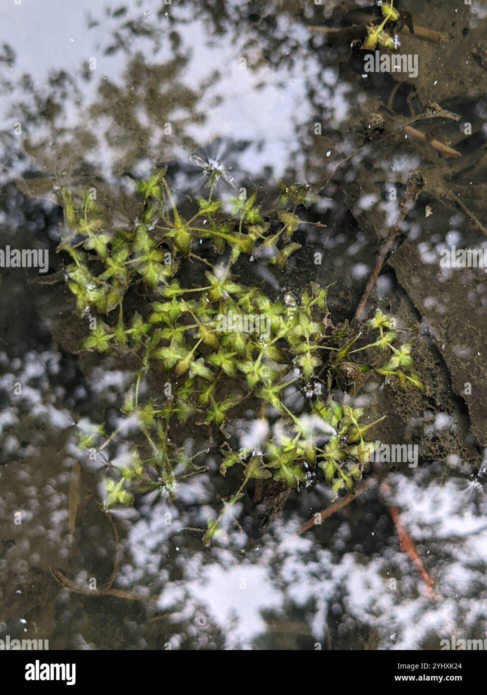 Ivy-leaved Duckweed (Lemna trisulca Stock Photo - Alamy