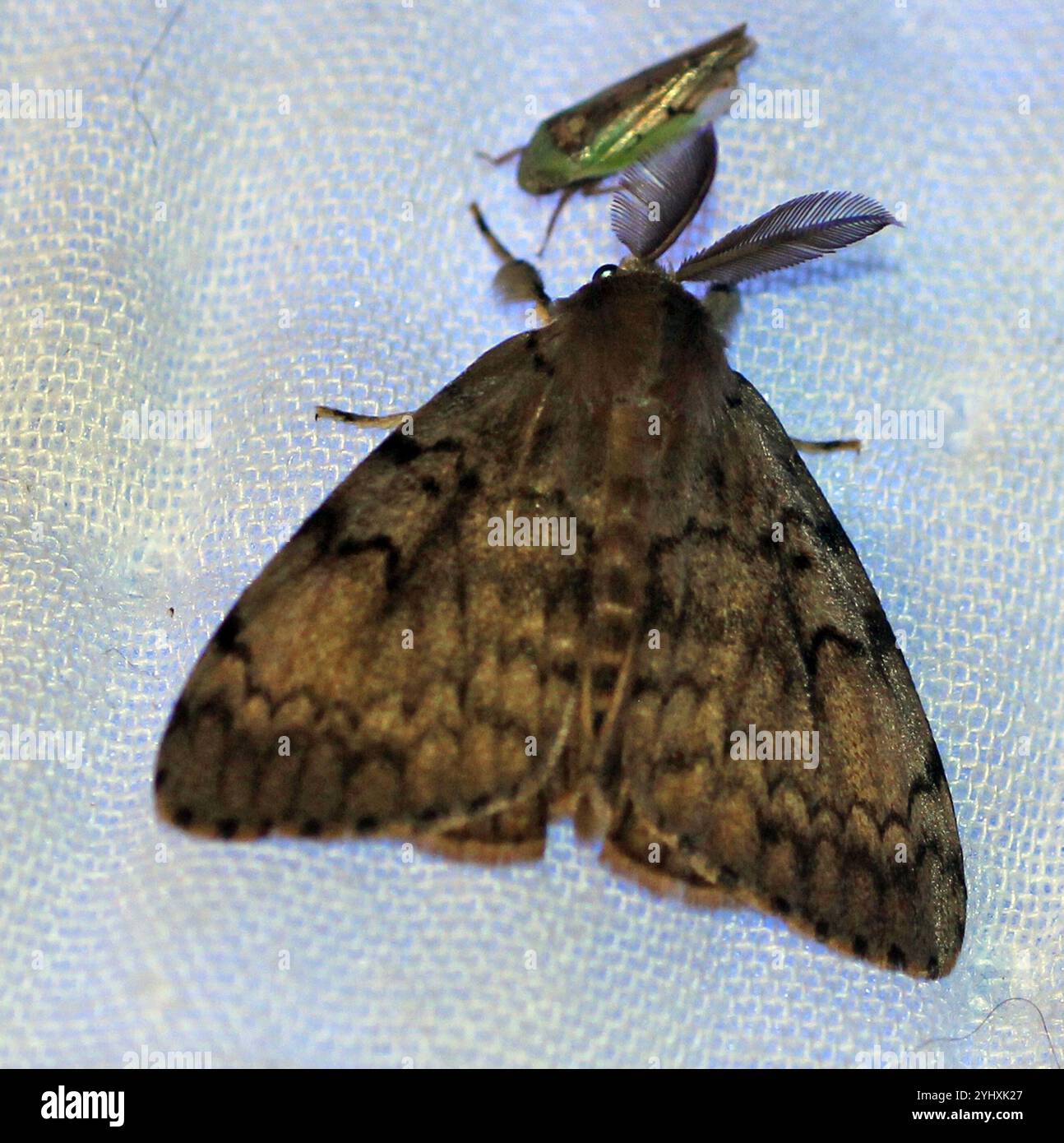 Spongy Moth (Lymantria dispar Stock Photo - Alamy