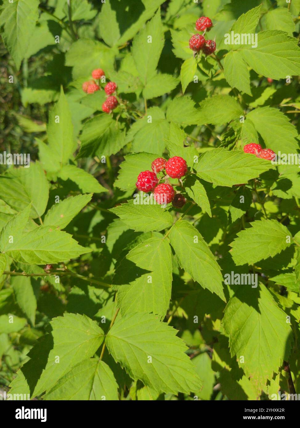 black raspberry (Rubus occidentalis Stock Photo - Alamy