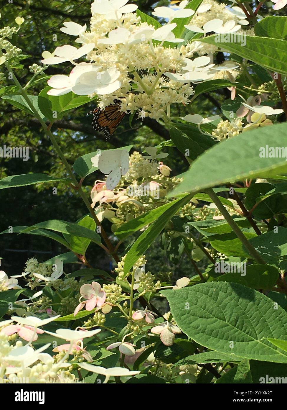 Viceroy (Limenitis archippus Stock Photo - Alamy