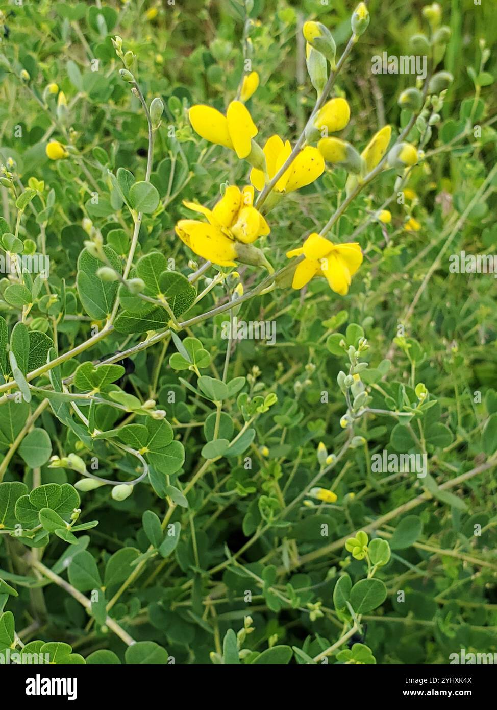 eastern wild indigo (Baptisia tinctoria Stock Photo - Alamy