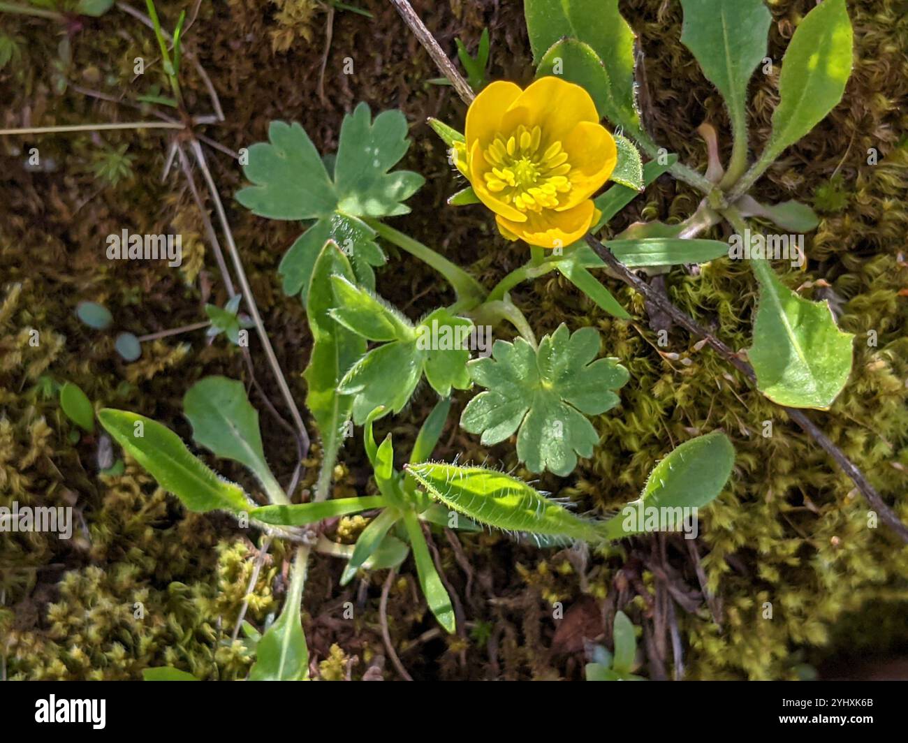 Mountain Buttercup (Ranunculus montanus Stock Photo - Alamy