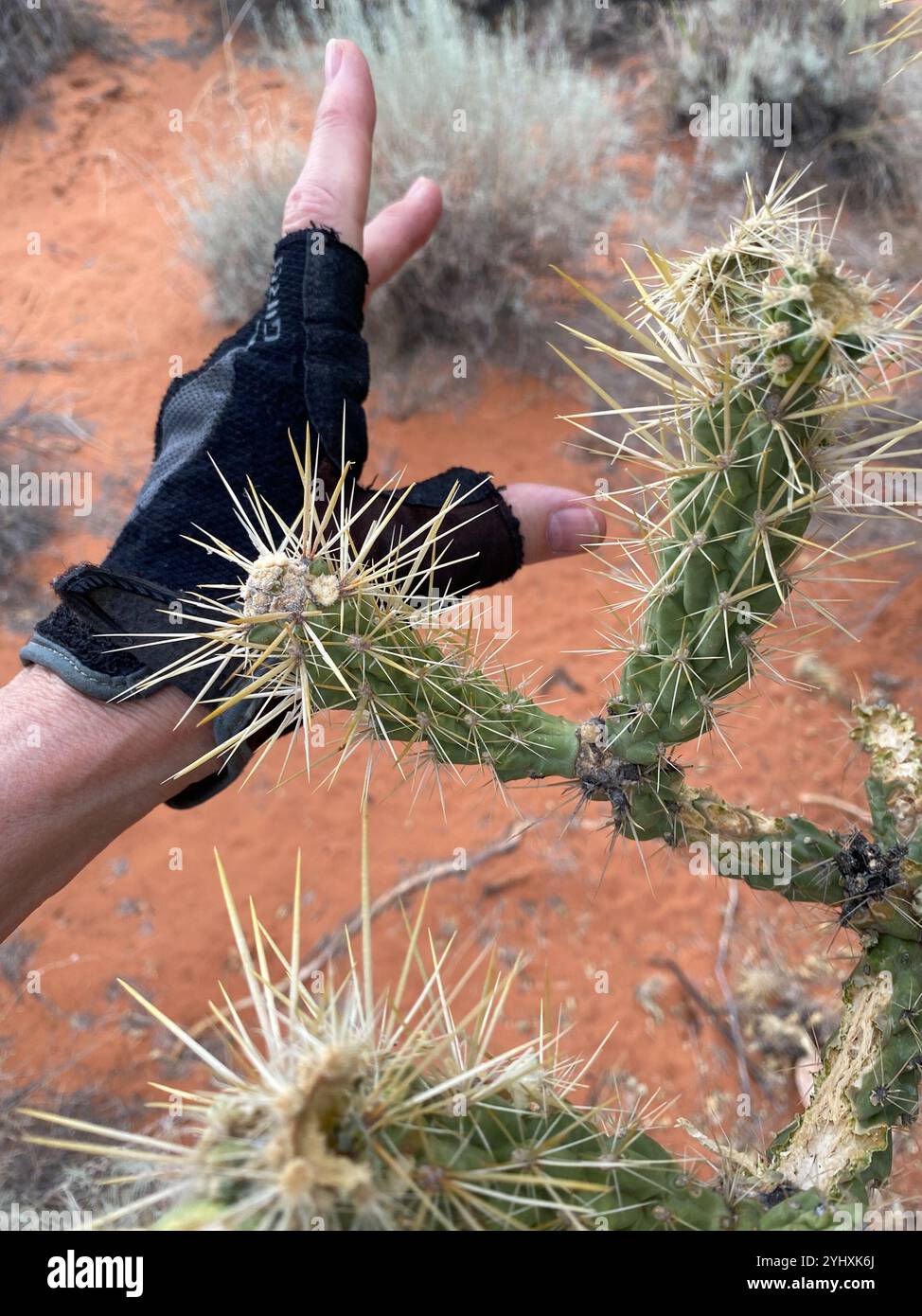 Silver Cholla (Cylindropuntia echinocarpa Stock Photo - Alamy