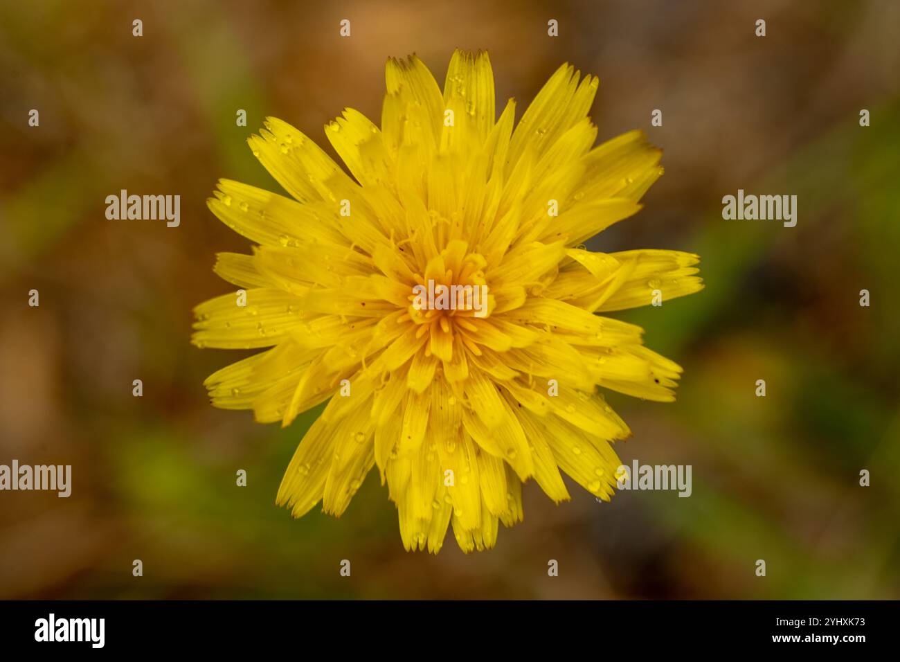 Smooth Mountain Dandelion Glows Yellow In Summer in Mount Rainier ...