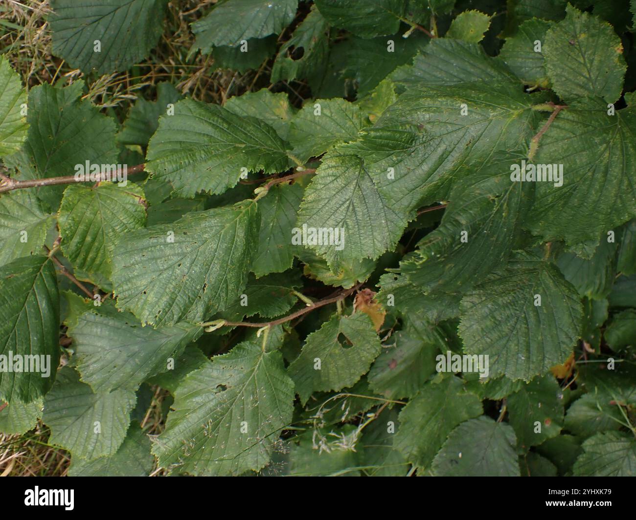 common hazel (Corylus avellana Stock Photo - Alamy